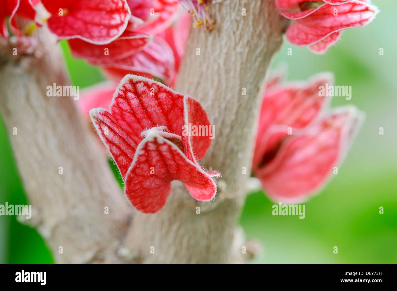 Goethea hi-res stock photography and images - Alamy