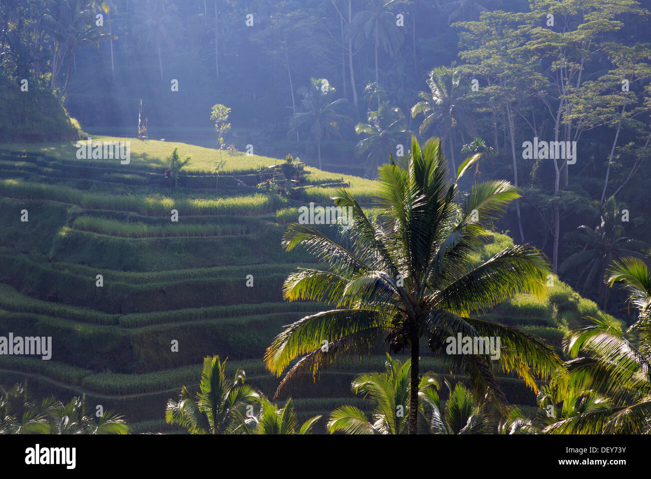 Indonesia, Bali, Ubud, Ceking Rice Terraces Stock Photo - Alamy