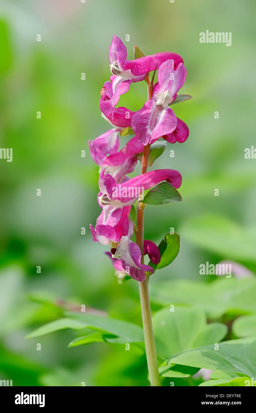 Corydalis flower hi-res stock photography and images - Alamy