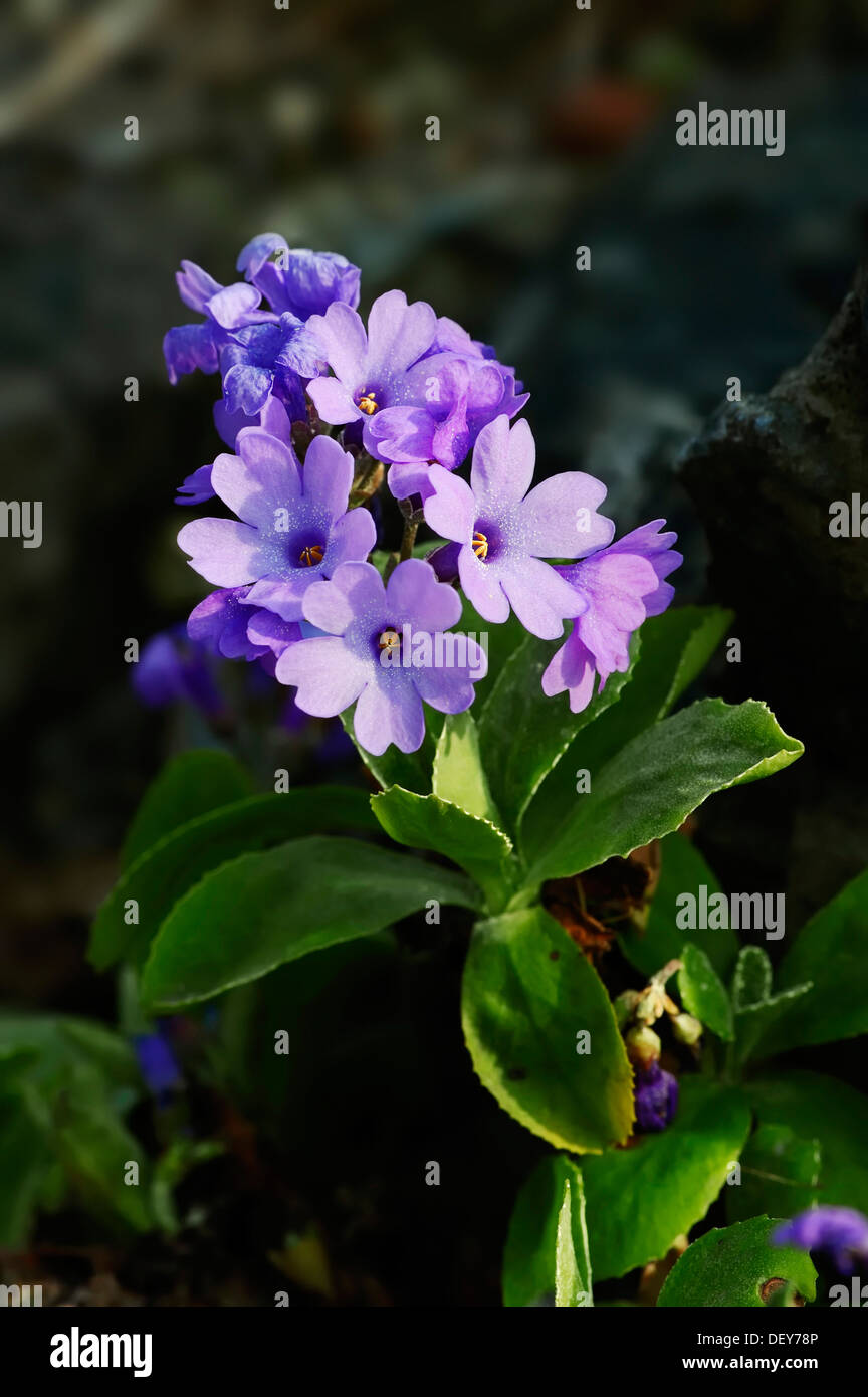 Silver-edged primrose (Primula marginata), flowering, occurrence in the ...