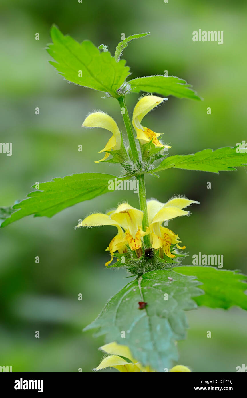 Yellow Archangel, nettle (Lamium galeobdolon), stem with flowers, North ...