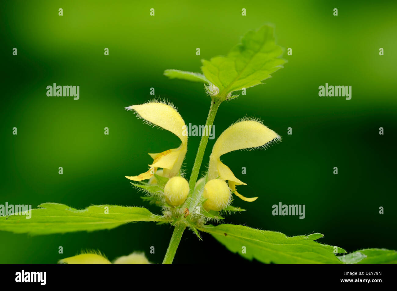 Yellow Archangel, nettle (Lamium galeobdolon), stem with flowers, North ...
