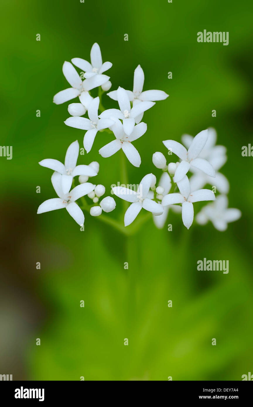 Galium odoratum hi-res stock photography and images - Alamy