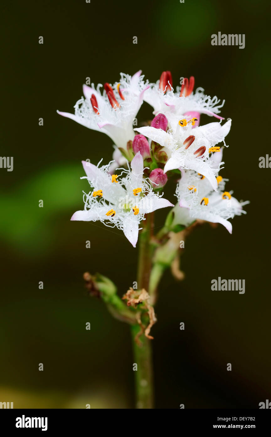 Buck bean hi-res stock photography and images - Alamy