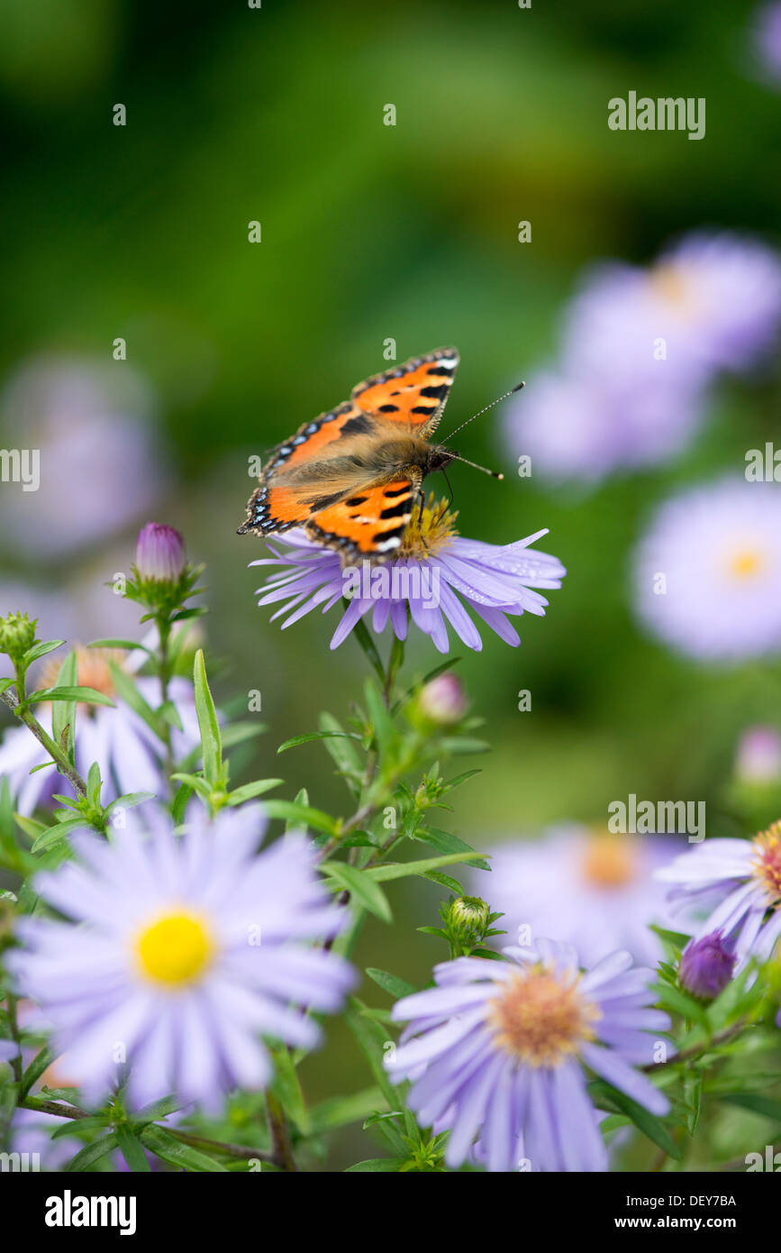 Small Tortoiseshell butterfly (Aglais urticae) - UK Stock Photo - Alamy