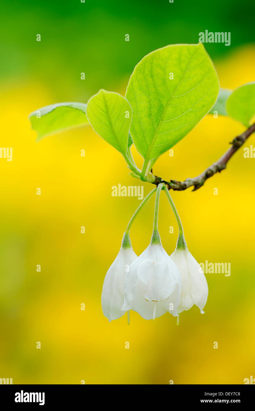 Styracaceae hi-res stock photography and images - Alamy
