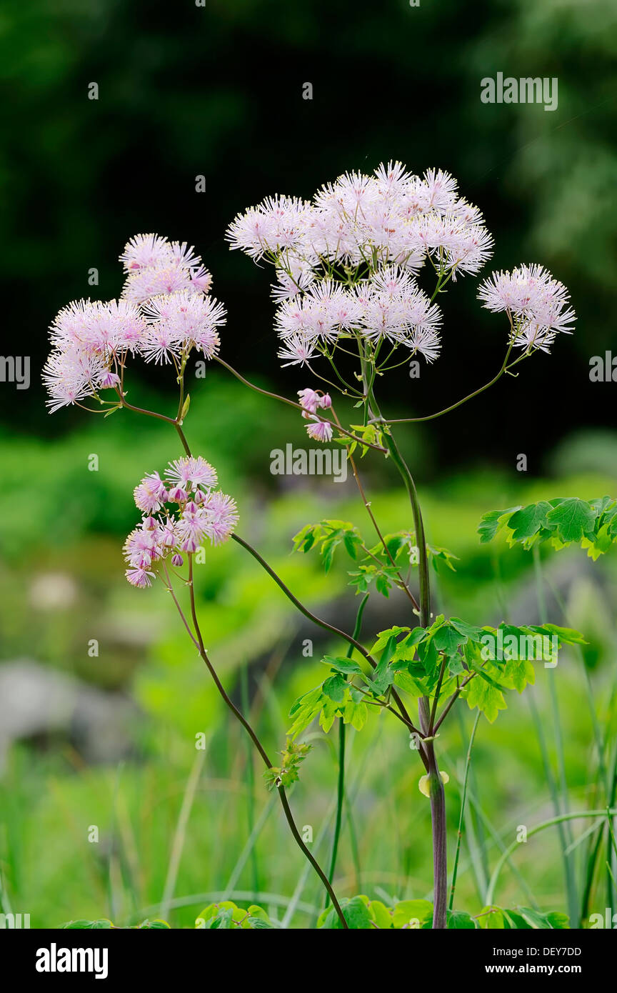 Greater Meadow-rue, Columbine Meadow-rue or French Meadow-rue ...