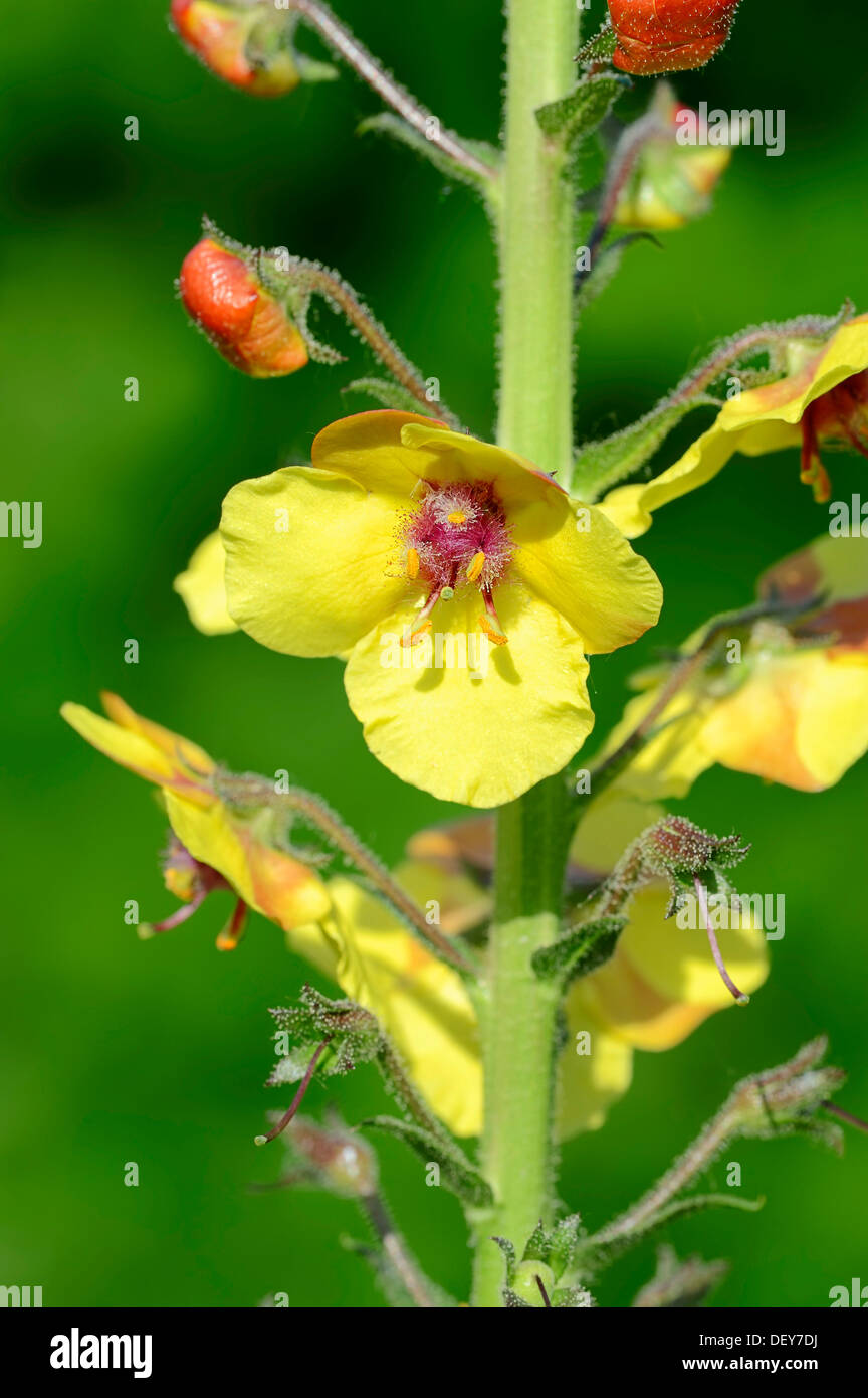 Moth mullein hi-res stock photography and images - Alamy