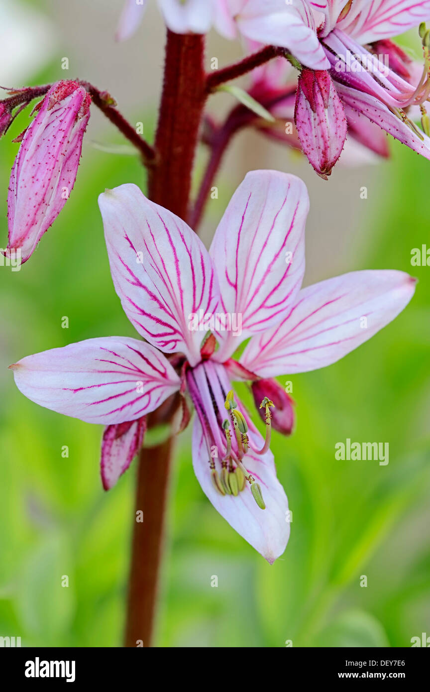 Burning Bush, False Dittany, White Dittany or Fraxinella (dictamnus ...