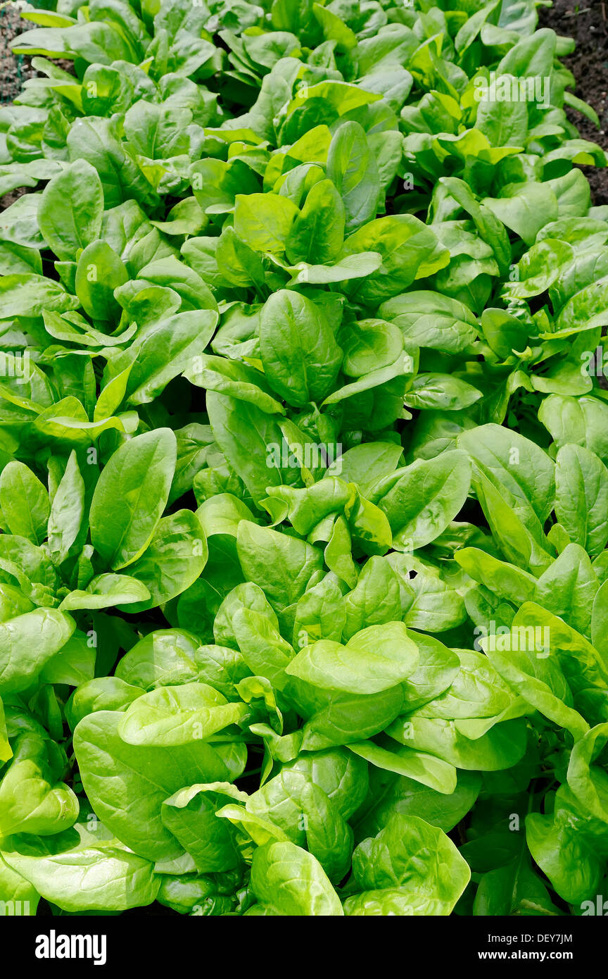 Spinach spinacia oleracea hi-res stock photography and images - Alamy