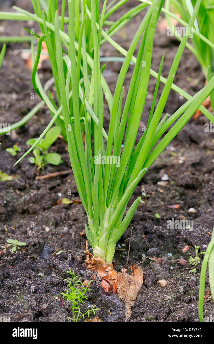 Shallot allium ascalonium hi-res stock photography and images - Alamy