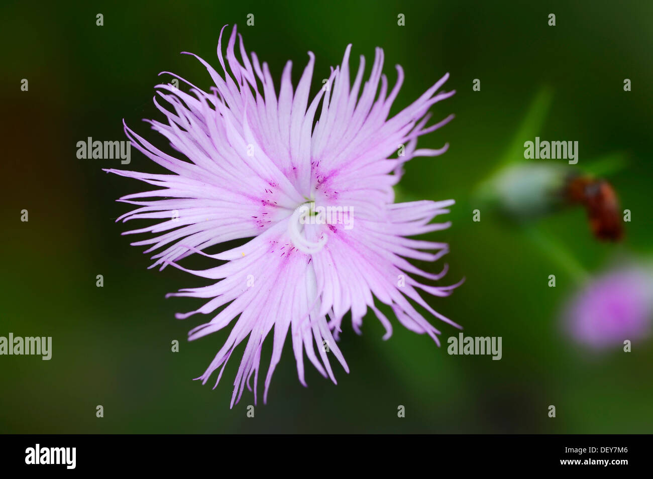 Fringed pink hi-res stock photography and images - Alamy