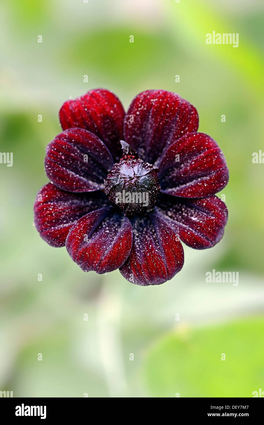 Chocolate cosmos hi-res stock photography and images - Alamy