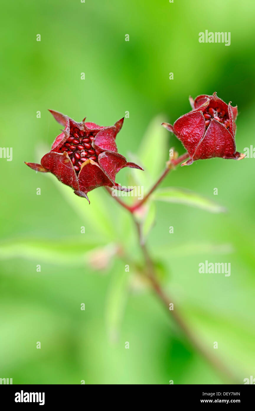 Purple marsh flowers High Resolution Stock Photography and Images - Alamy