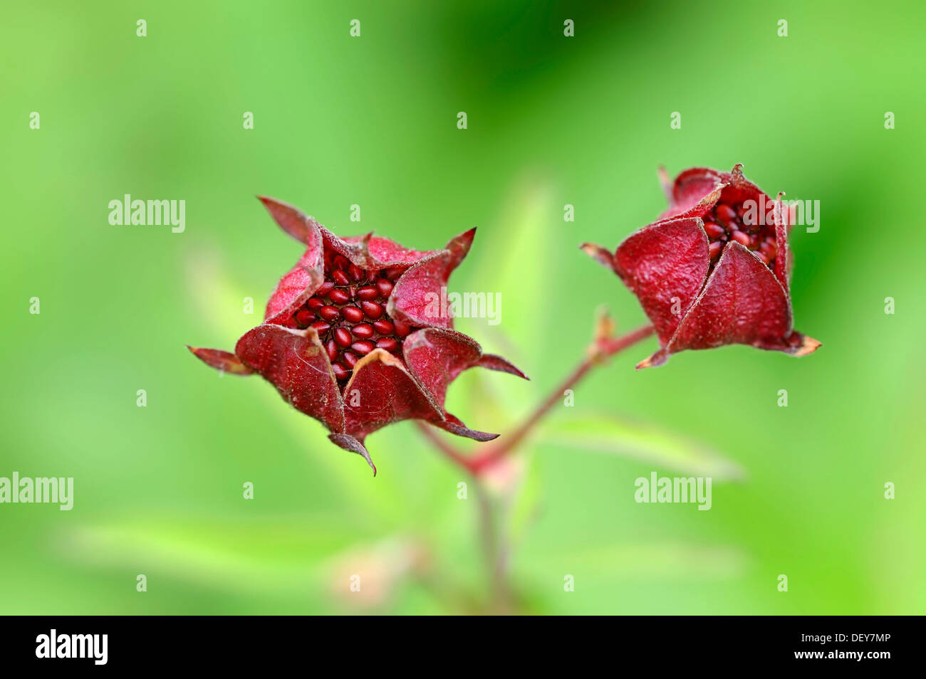 Purple marsh flowers High Resolution Stock Photography and Images - Alamy