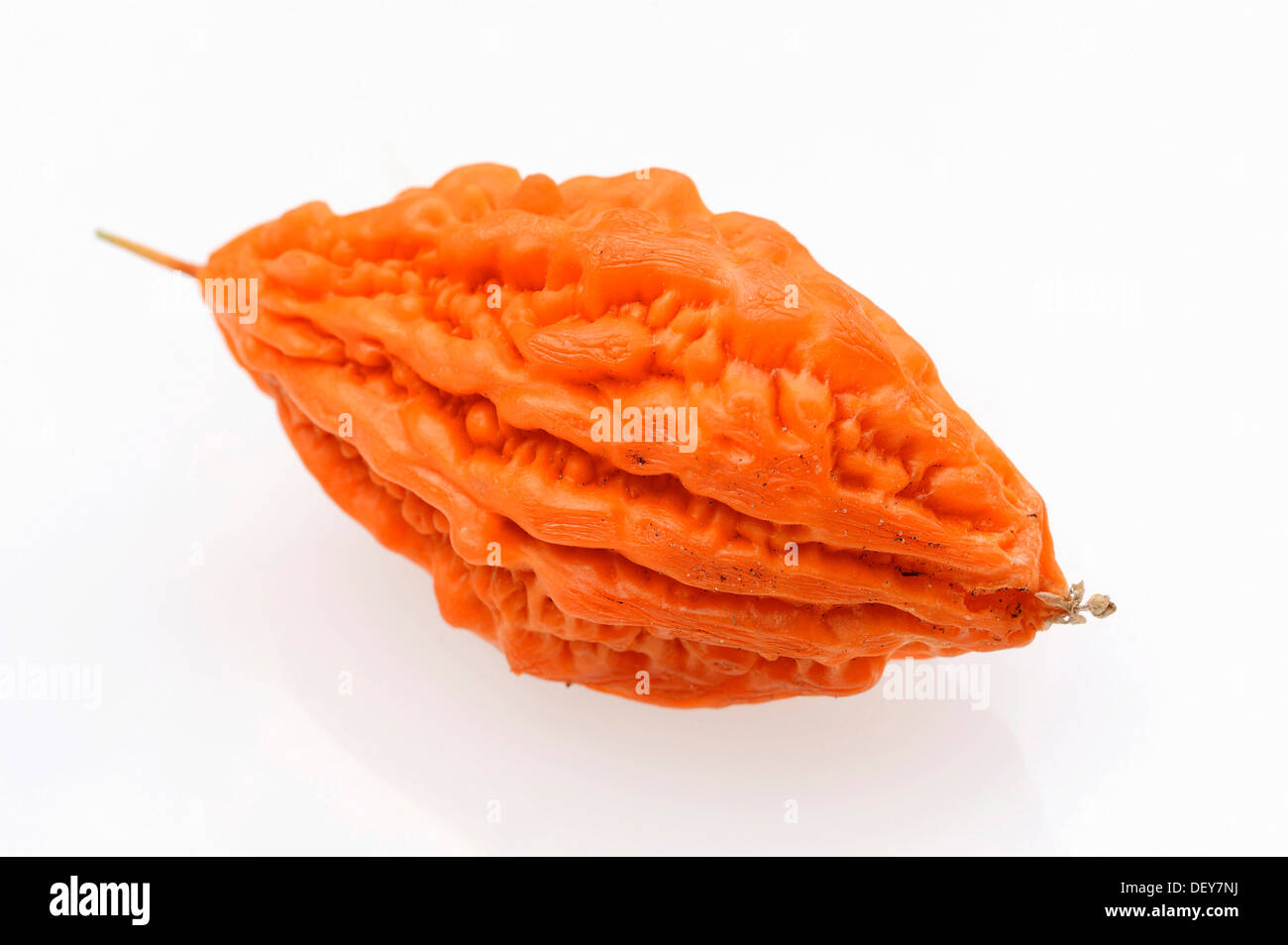 Bitter Melon, Bitter Gourd or Bitter Squash (Momordica charantia ...