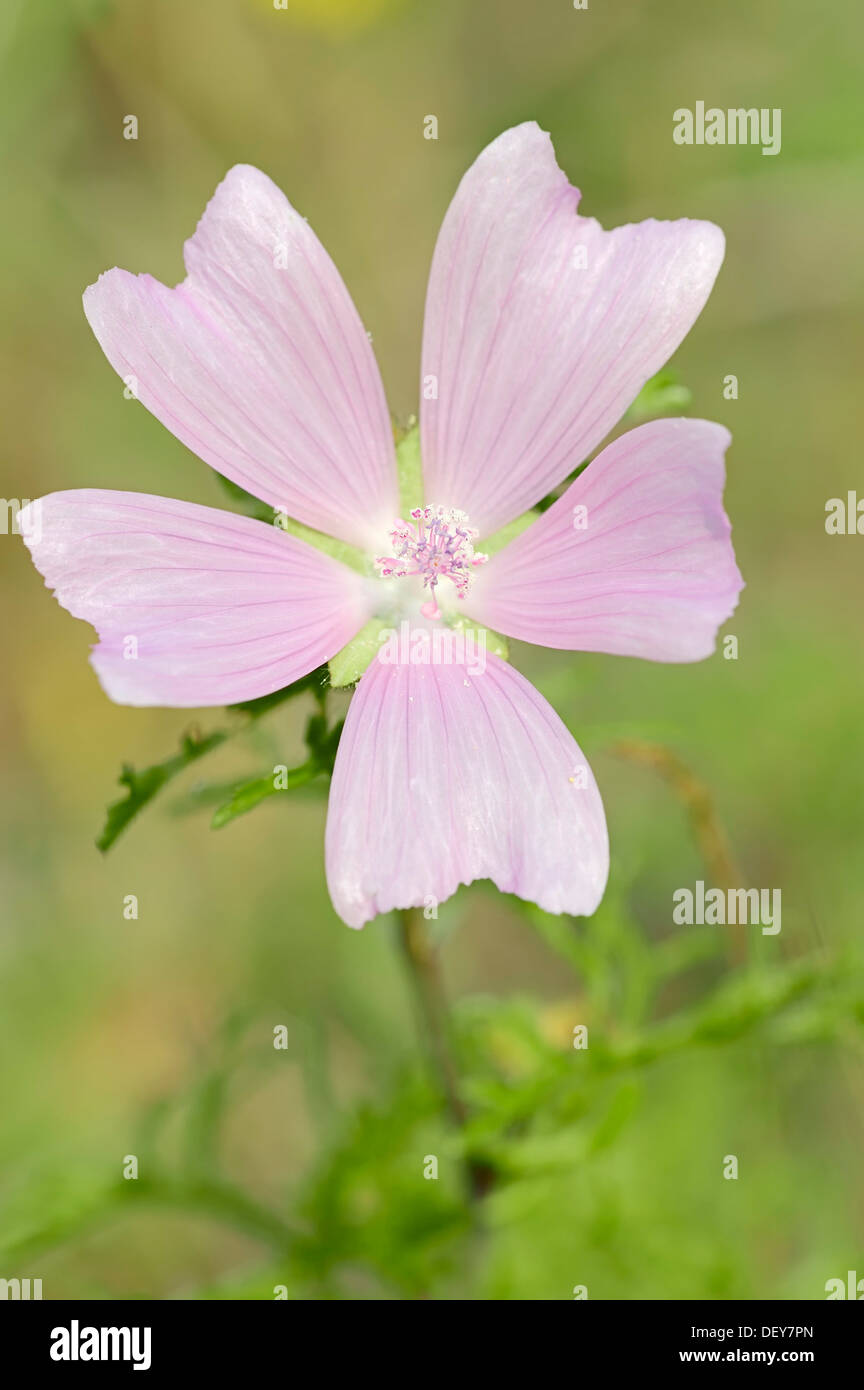 Greater Musk-mallow, Cut-leaved Mallow, Vervain Mallow or Hollyhock ...