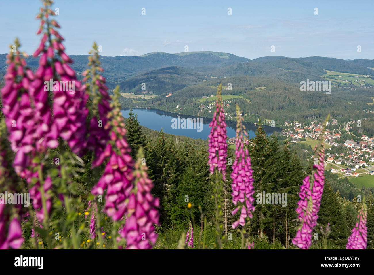 View from Mt Hochfirst to Titisee Lake and Mt Feldberg, foxglove ...