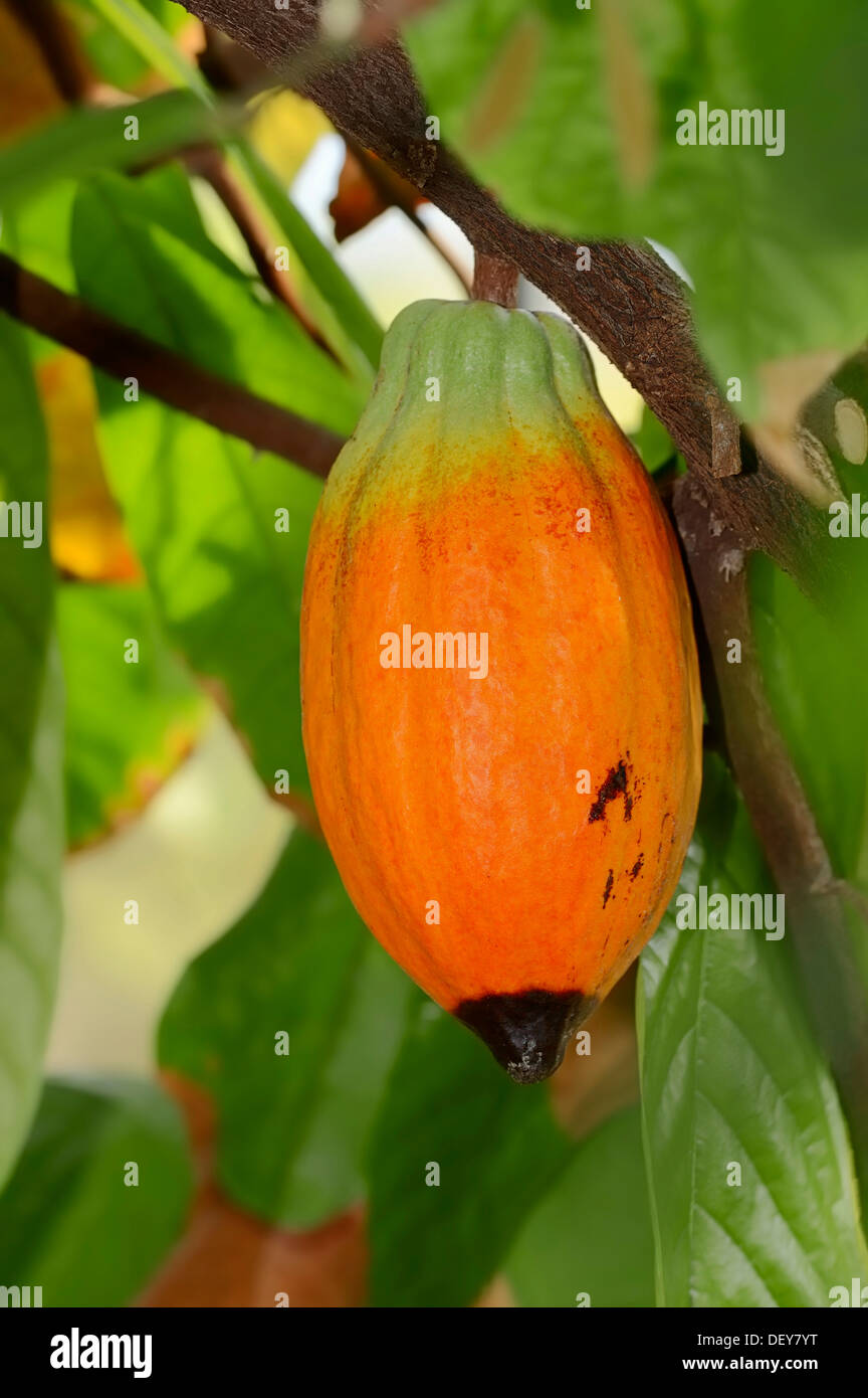 Cacao trees hi-res stock photography and images - Alamy