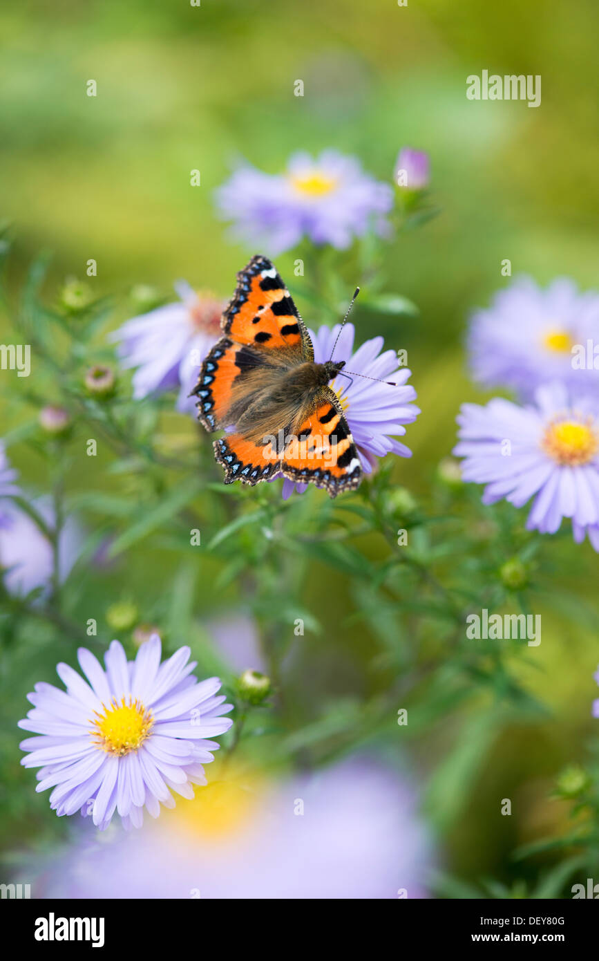 Tortoiseshell butterfly hi-res stock photography and images - Alamy