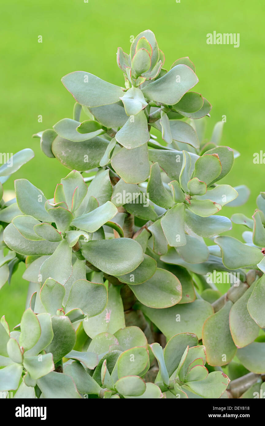 Dollar plant crassula hi-res stock photography and images - Alamy