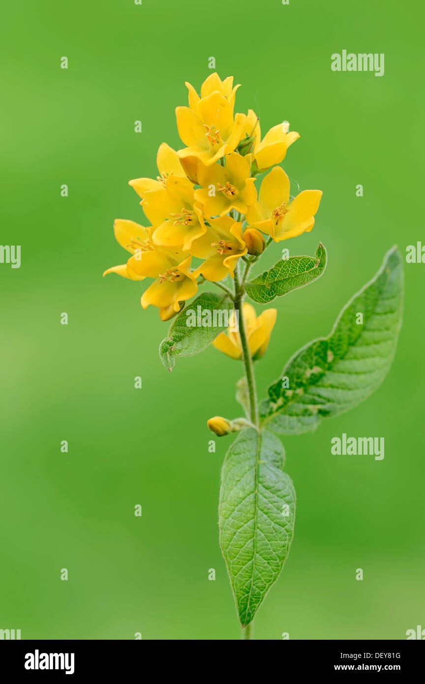 Myrsinaceae High Resolution Stock Photography and Images - Alamy