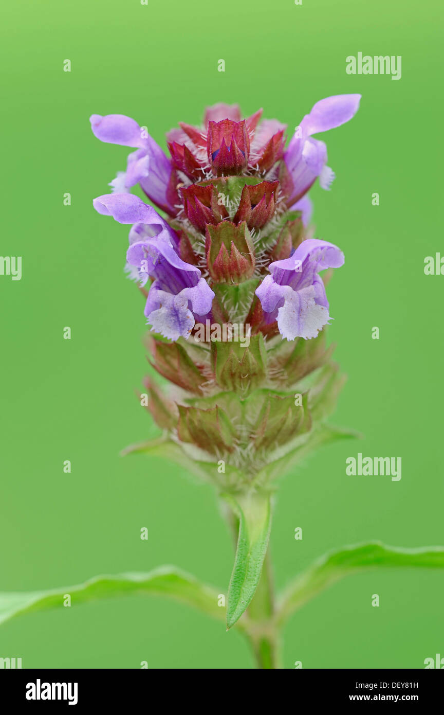 Self-heal (Prunella vulgaris, Brunella vulgaris), North Rhine ...