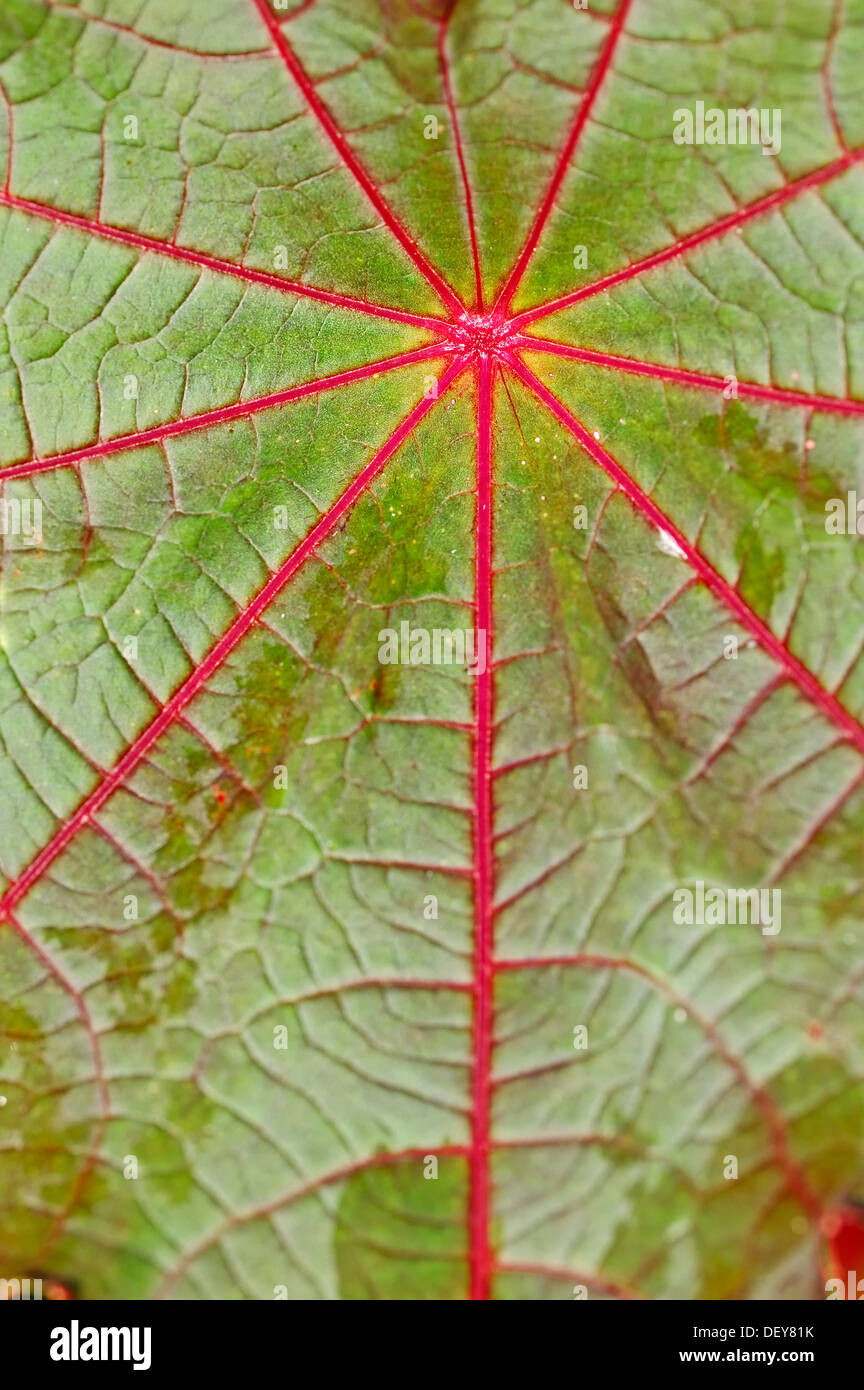 Ricinus communis hi-res stock photography and images - Alamy