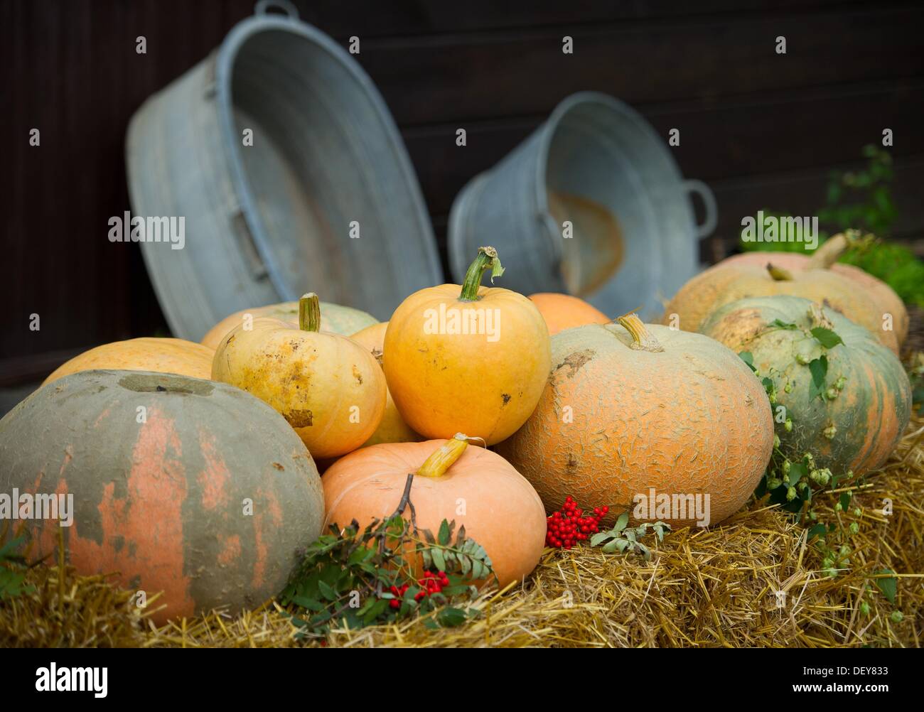 Decorative pumpkins sit on a pile of hay in the Spreewald in Leipe ...
