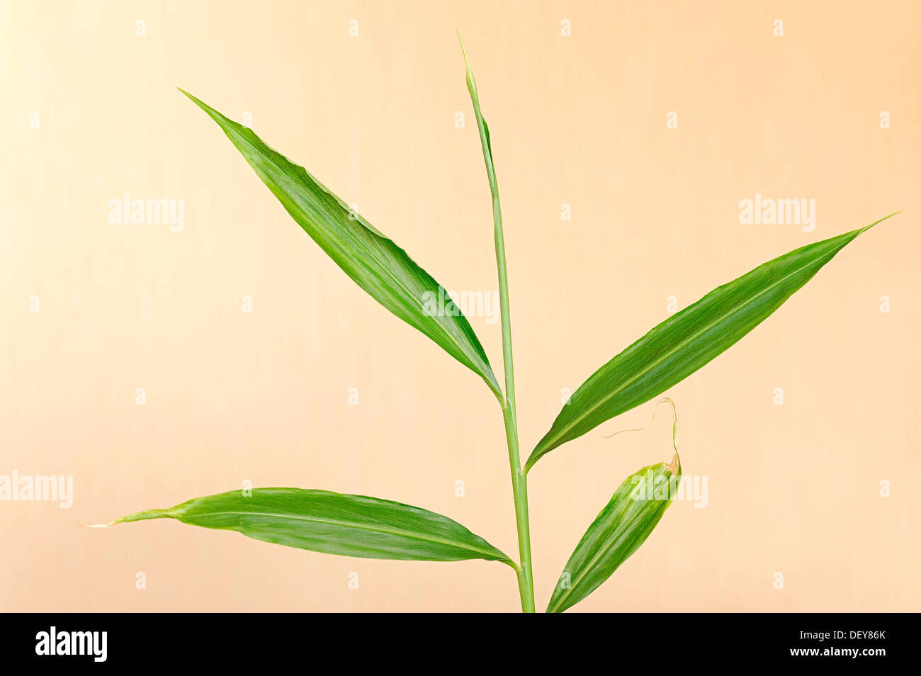 Ginger leaves cutout hi-res stock photography and images - Alamy