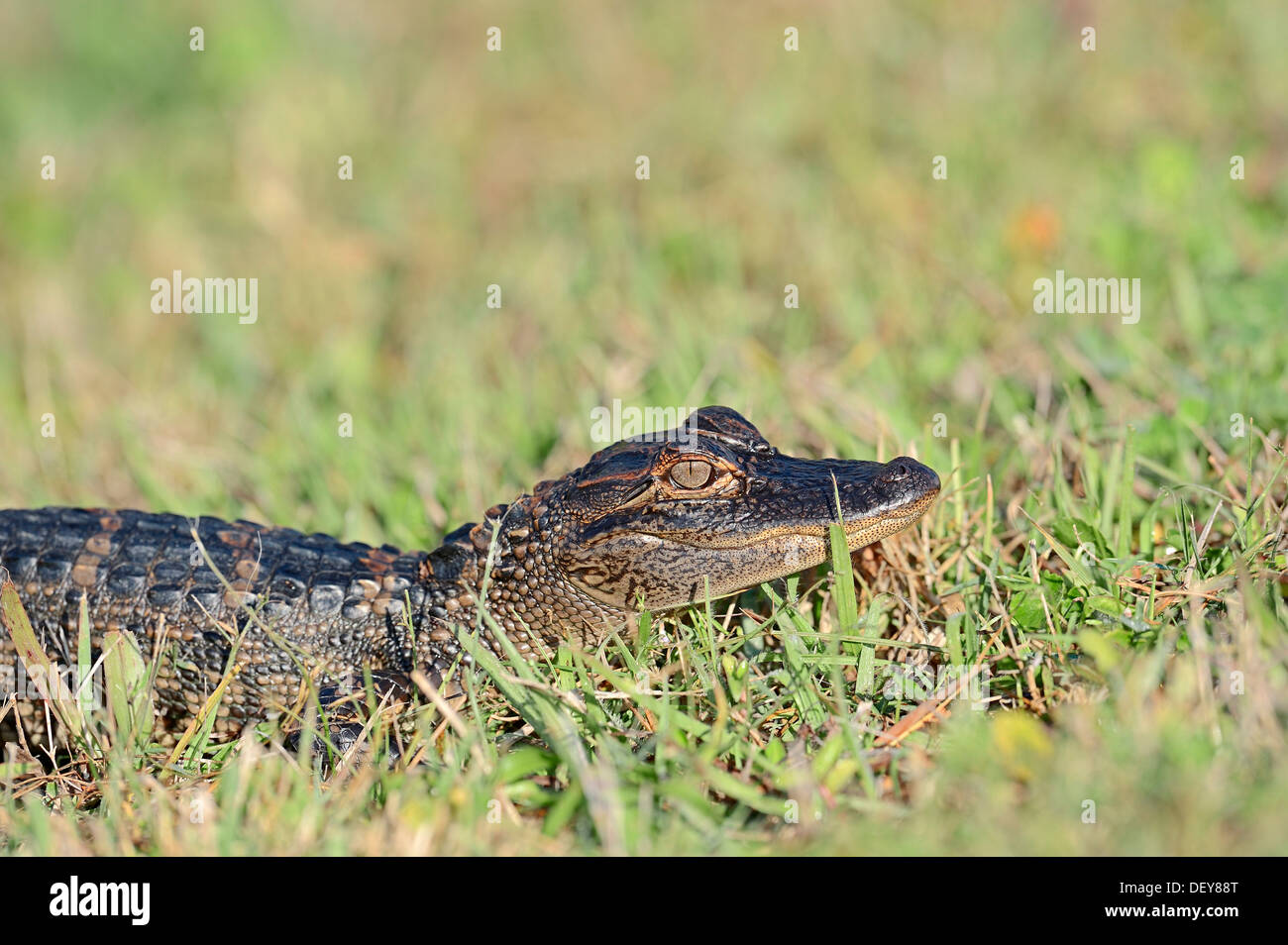 Alligatoridae mississippiensis hi-res stock photography and images - Alamy