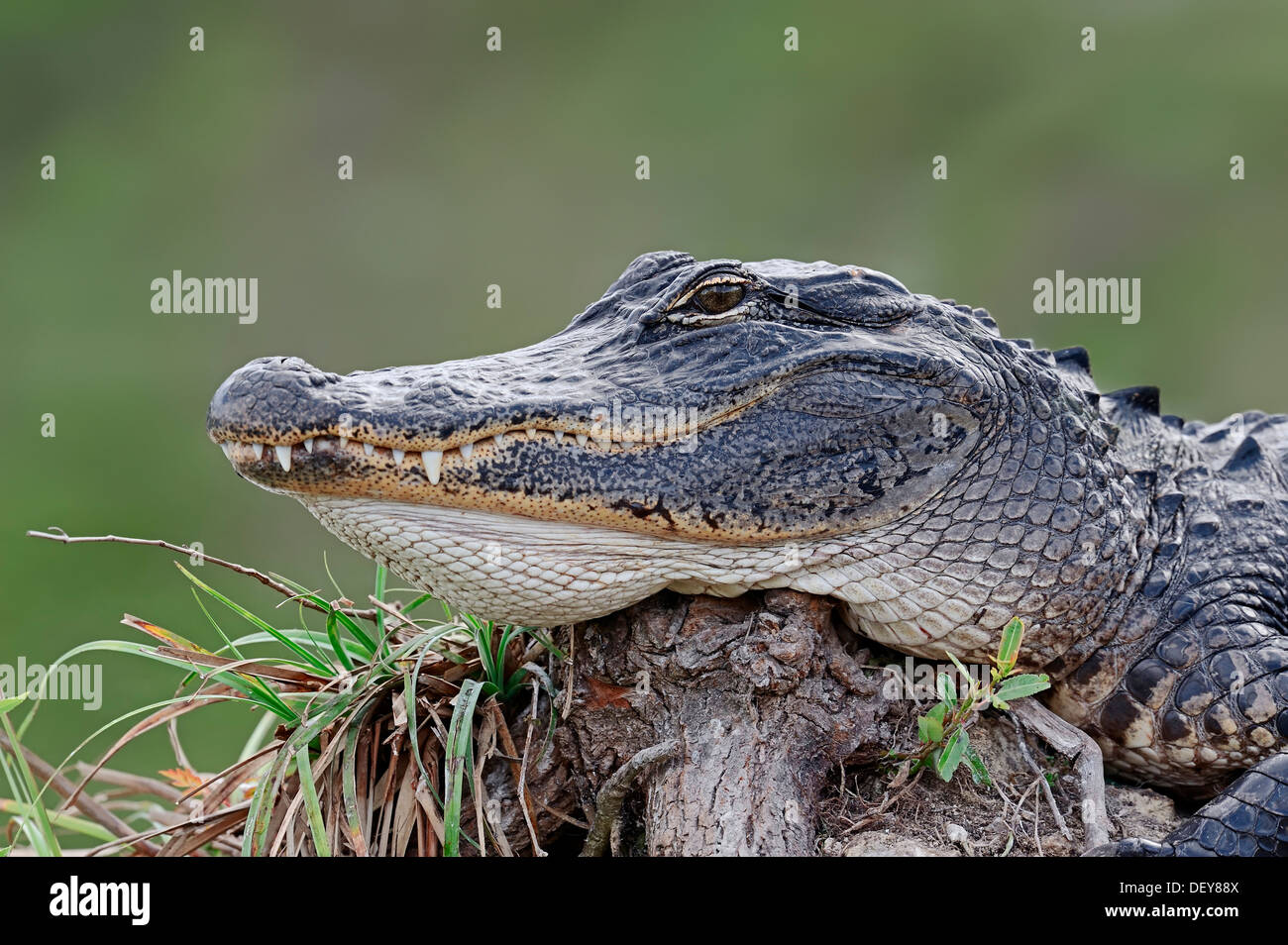 American Alligator (Alligator mississippiensis), portrait, Everglades ...