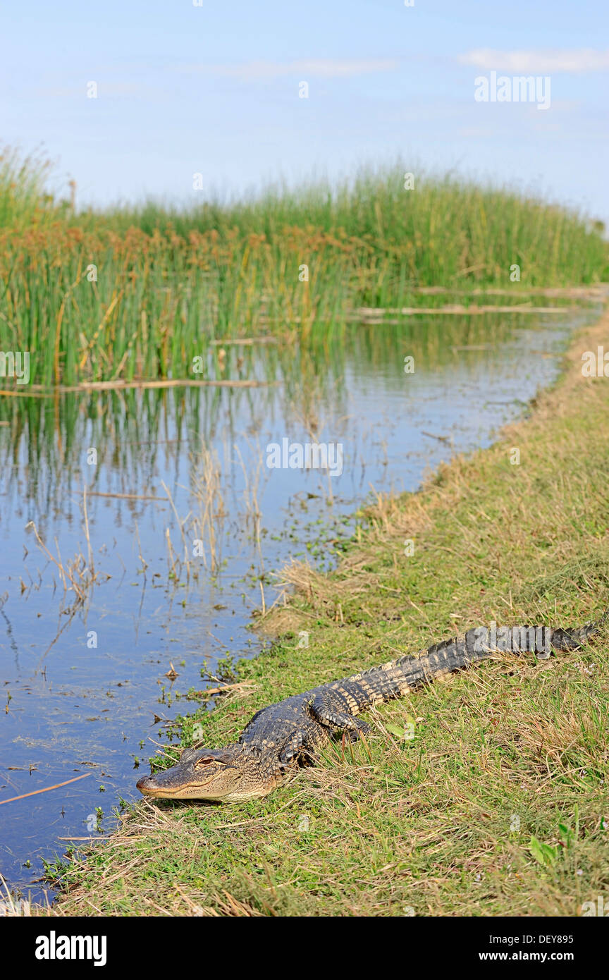 American alligator hatchling hi-res stock photography and images - Alamy