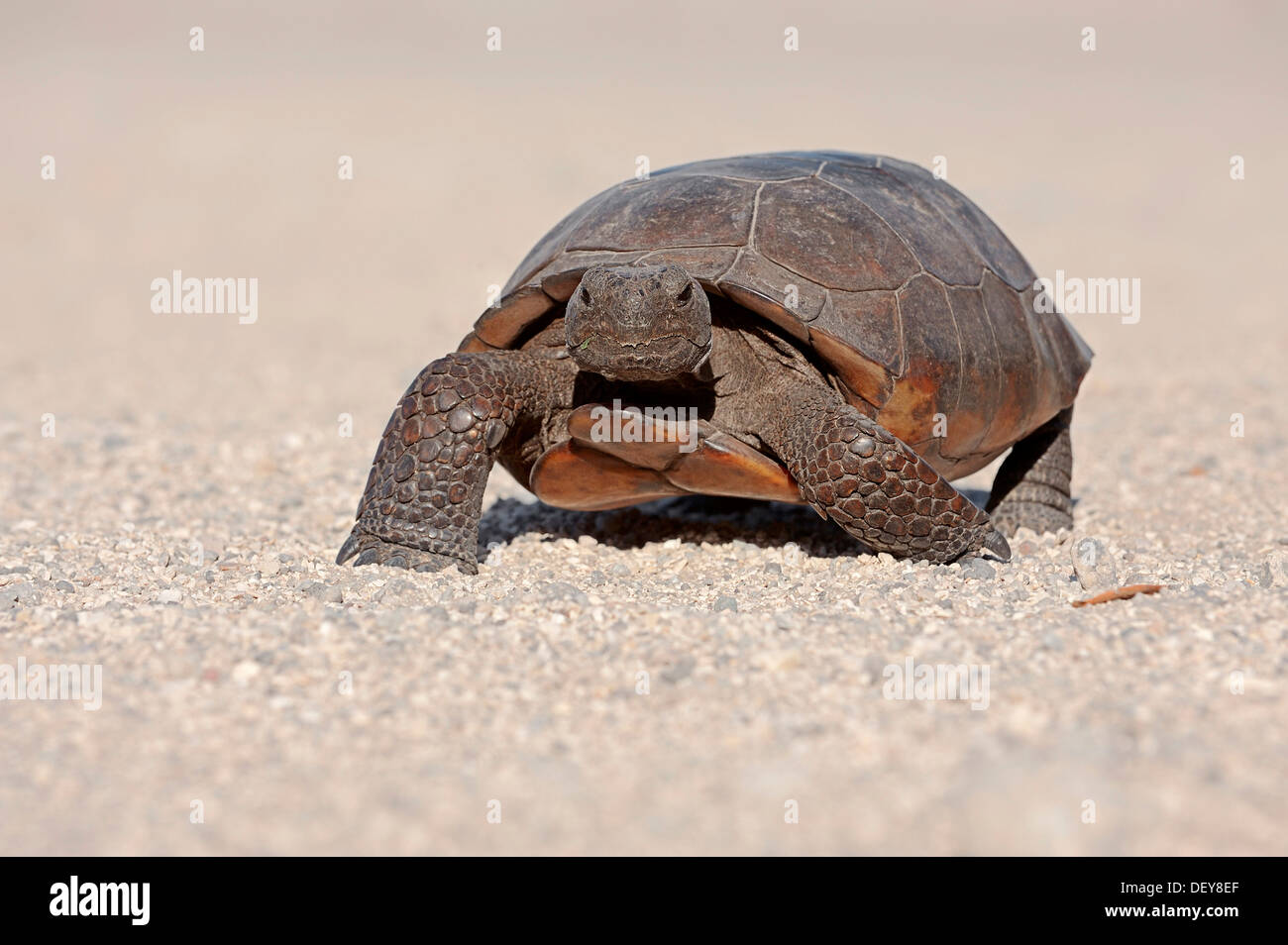 Gopher Tortoise (Gopherus polyphemus), Florida, United States Stock ...