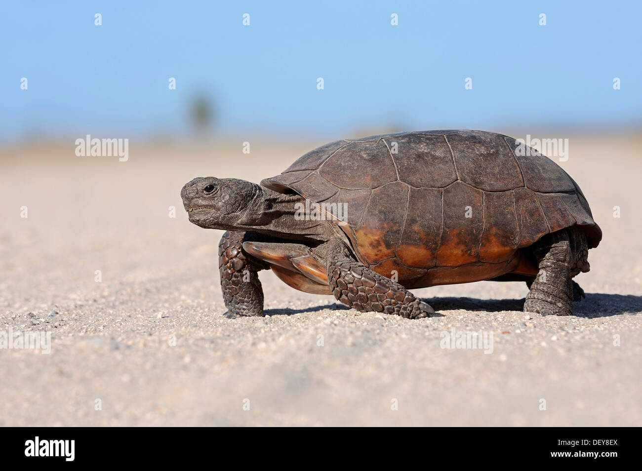 Gopher Tortoise (Gopherus polyphemus) on an unpaved road, Florida ...