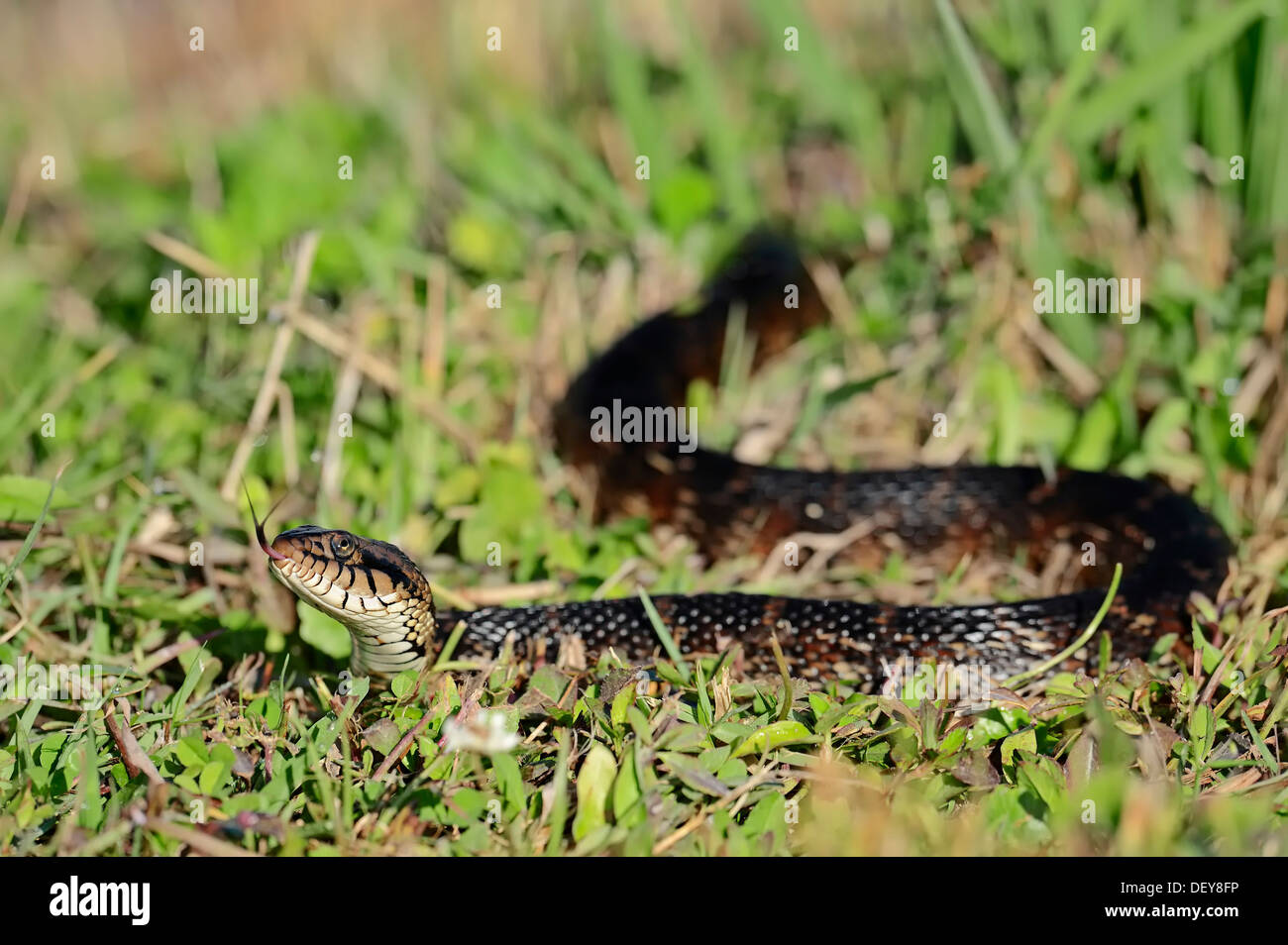 Nerodia snake High Resolution Stock Photography and Images - Alamy