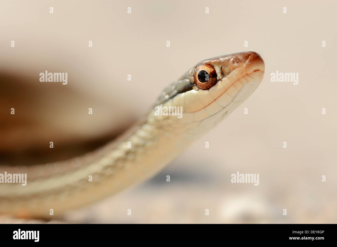 Southern Ribbon Snake (Thamnophis sauritus sackeni), Florida, United ...