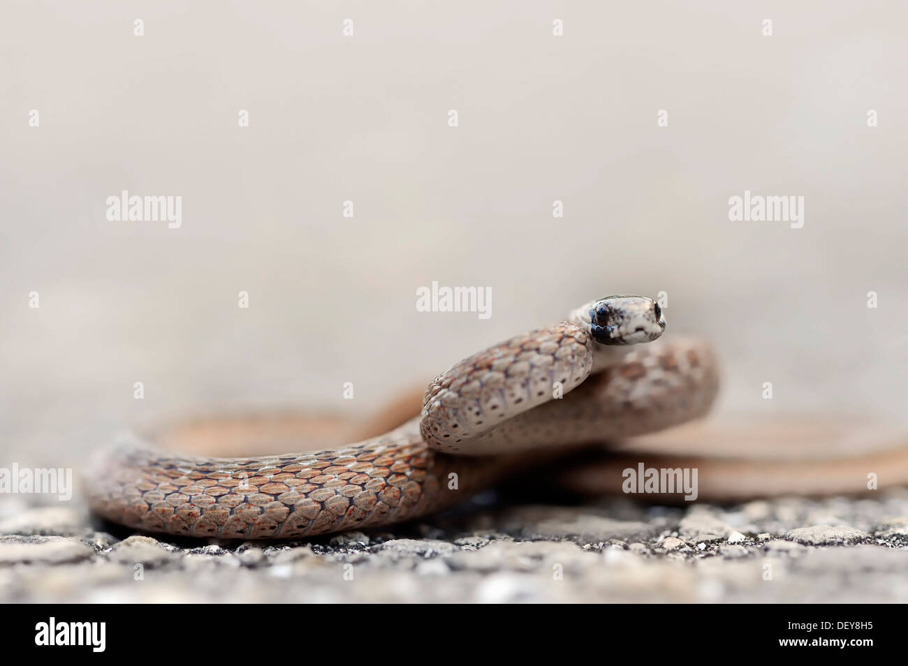 Florida Brown Snake or De Kay's Snake (Storeria dekayi victa, Storeria ...