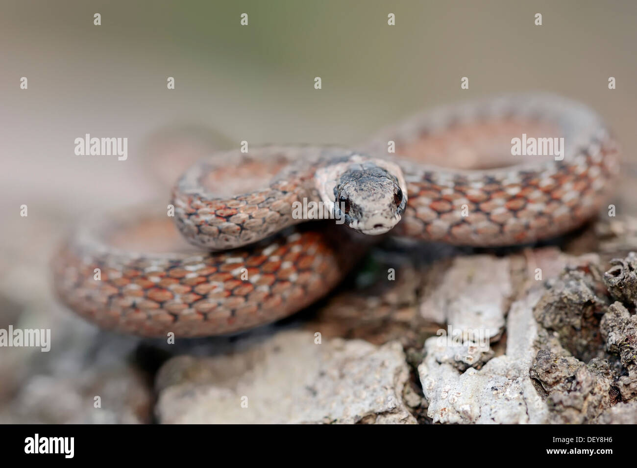 Florida Brown Snake or De Kay's Snake (Storeria dekayi victa, Storeria ...