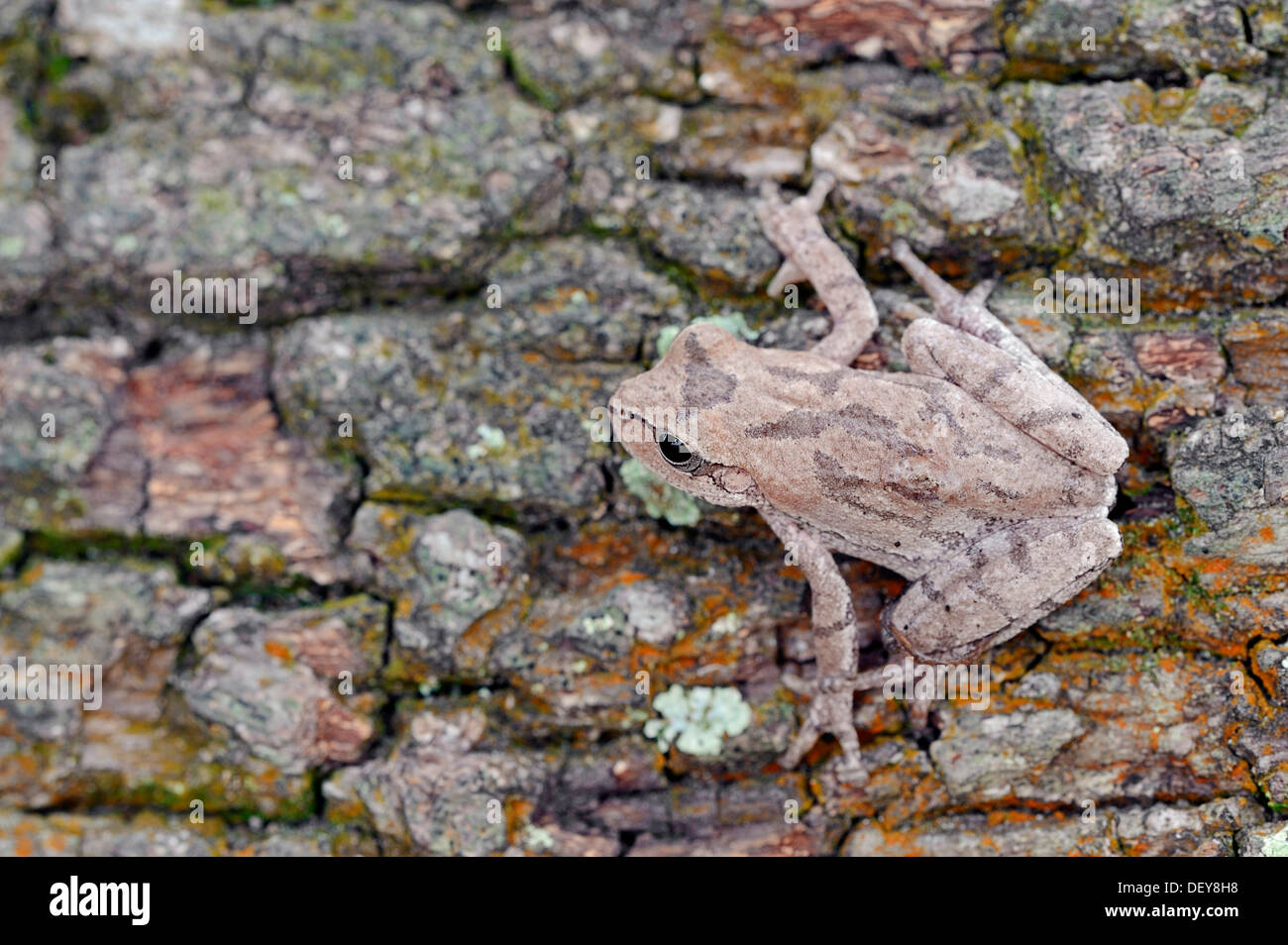Pine Woods Tree Frog (Hyla femoralis), Florida, United States Stock ...