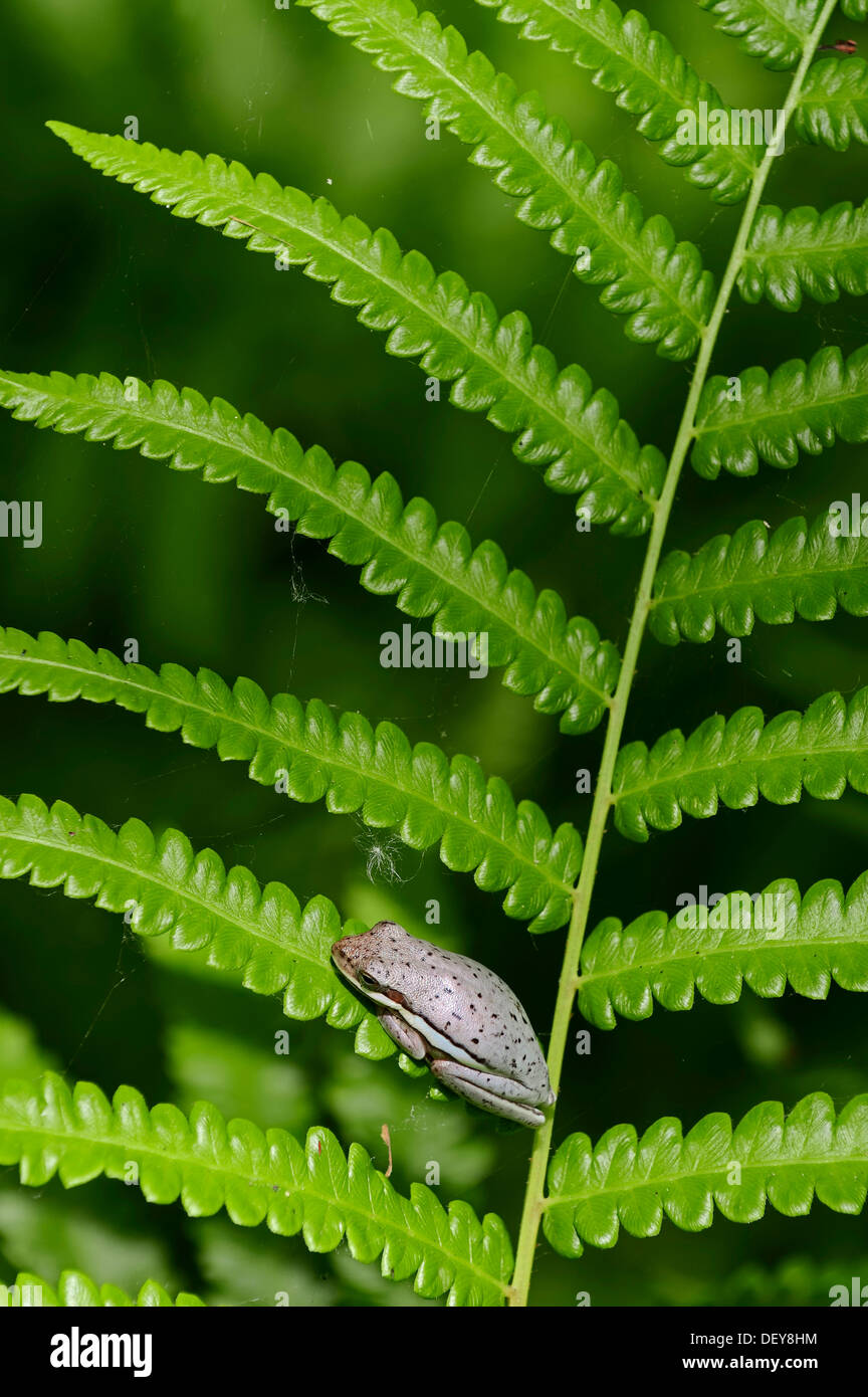 American green tree frog hi-res stock photography and images - Alamy