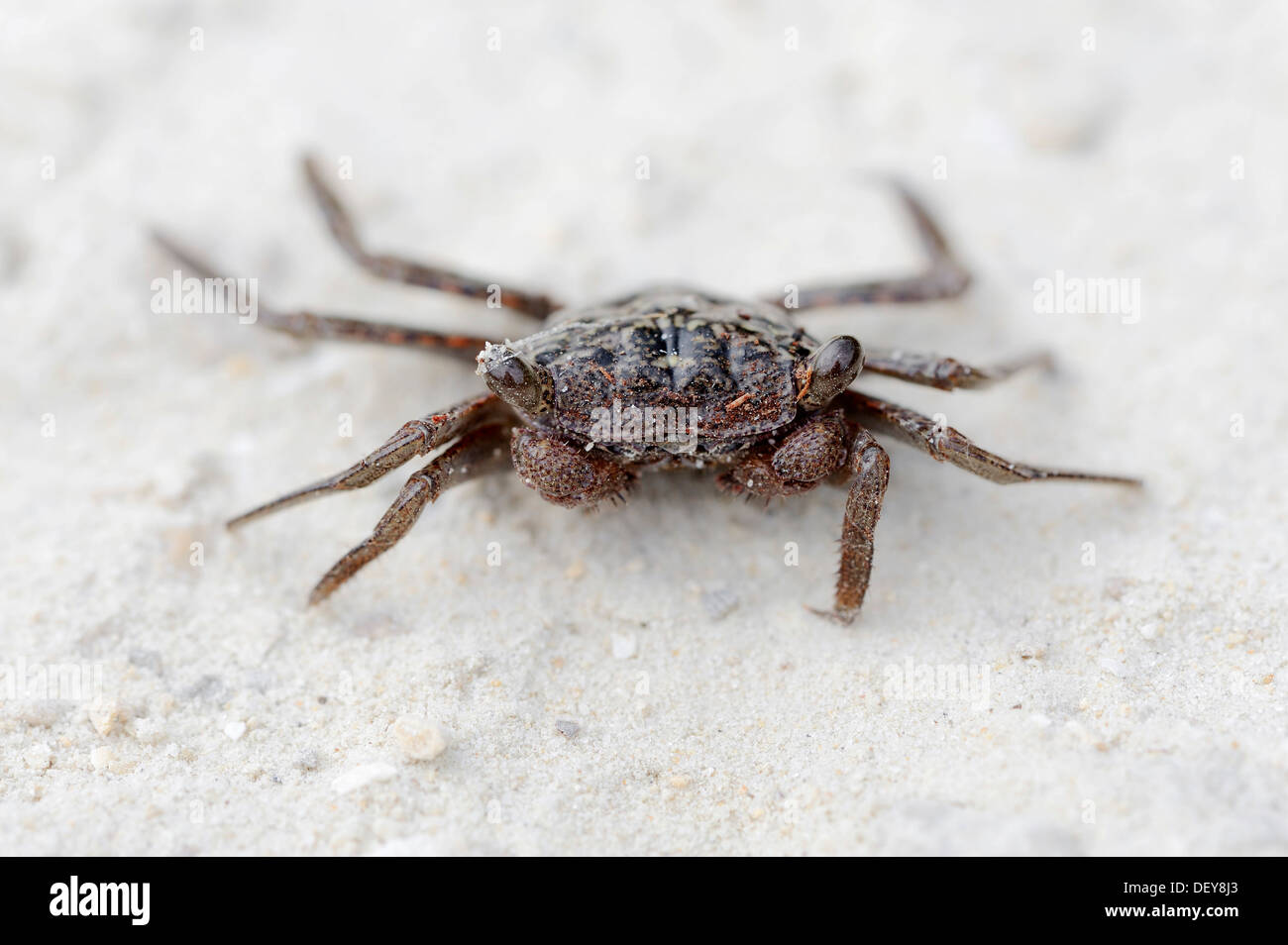 Mangrove Tree Crab (Aratus pisonii), Sanibel Island, Florida, United ...