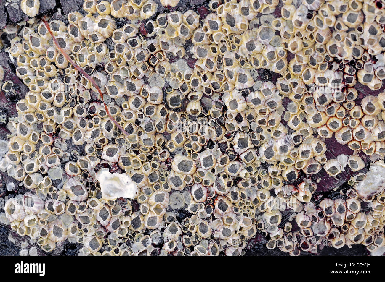 Barnacles (Balanus sp.) on driftwood, Captiva Island, Florida, United ...