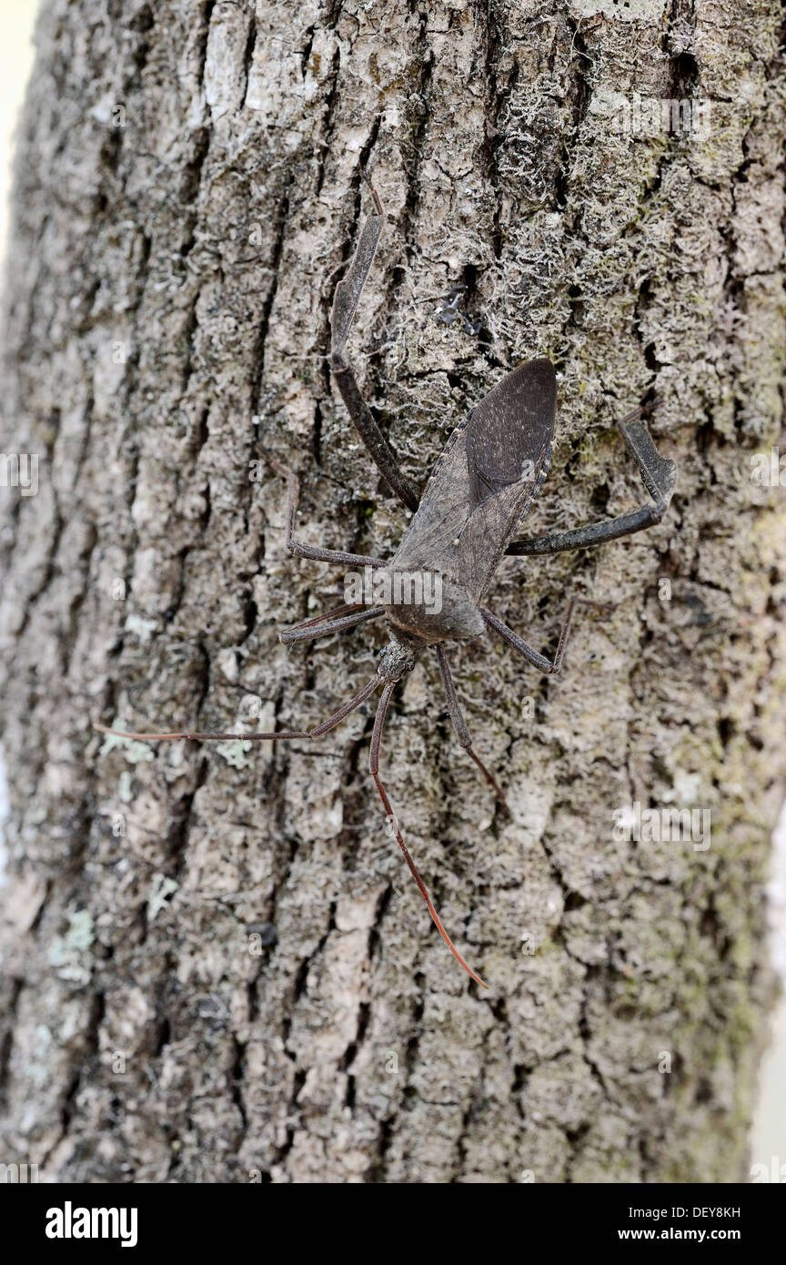 Wheel Bug (Arilus cristatus) on a tree, Corkscrew Swamp Sanctuary ...