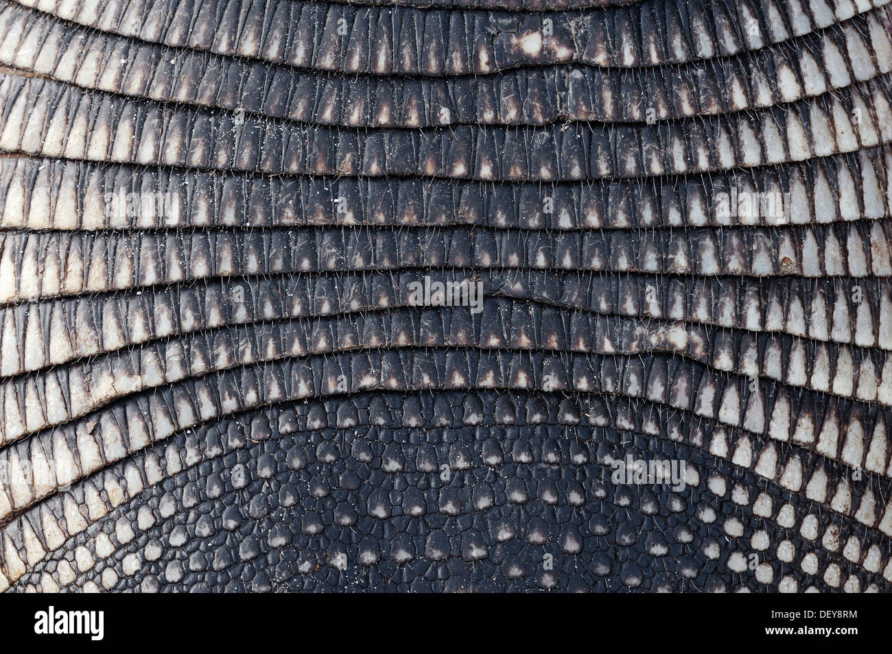 Nine Banded Armadillo Shell Tucking