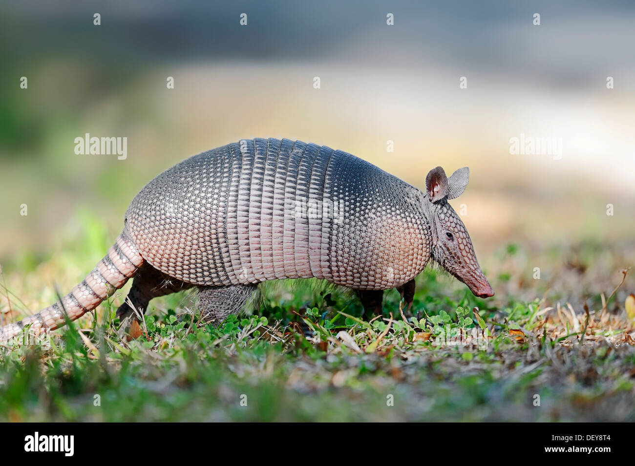 Nine-banded Armadillo (Dasypus novemcinctus), Myakka River State Park ...