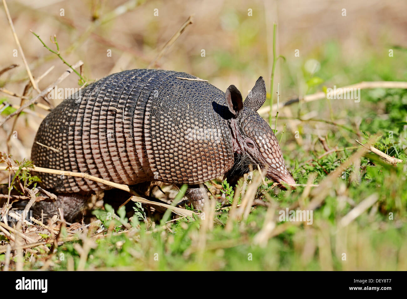 Armadillo florida hi-res stock photography and images - Alamy