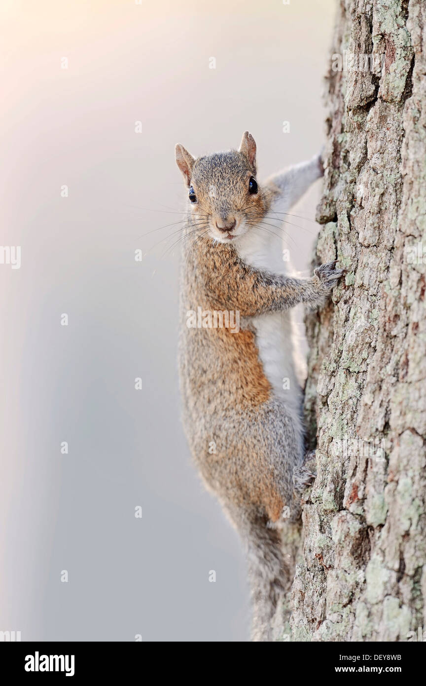 Florida squirrels hi-res stock photography and images - Alamy