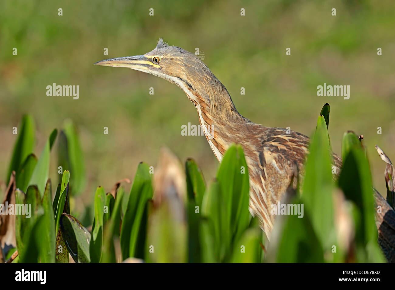 American Bittern (Botaurus lentiginosus), Everglades National Park ...
