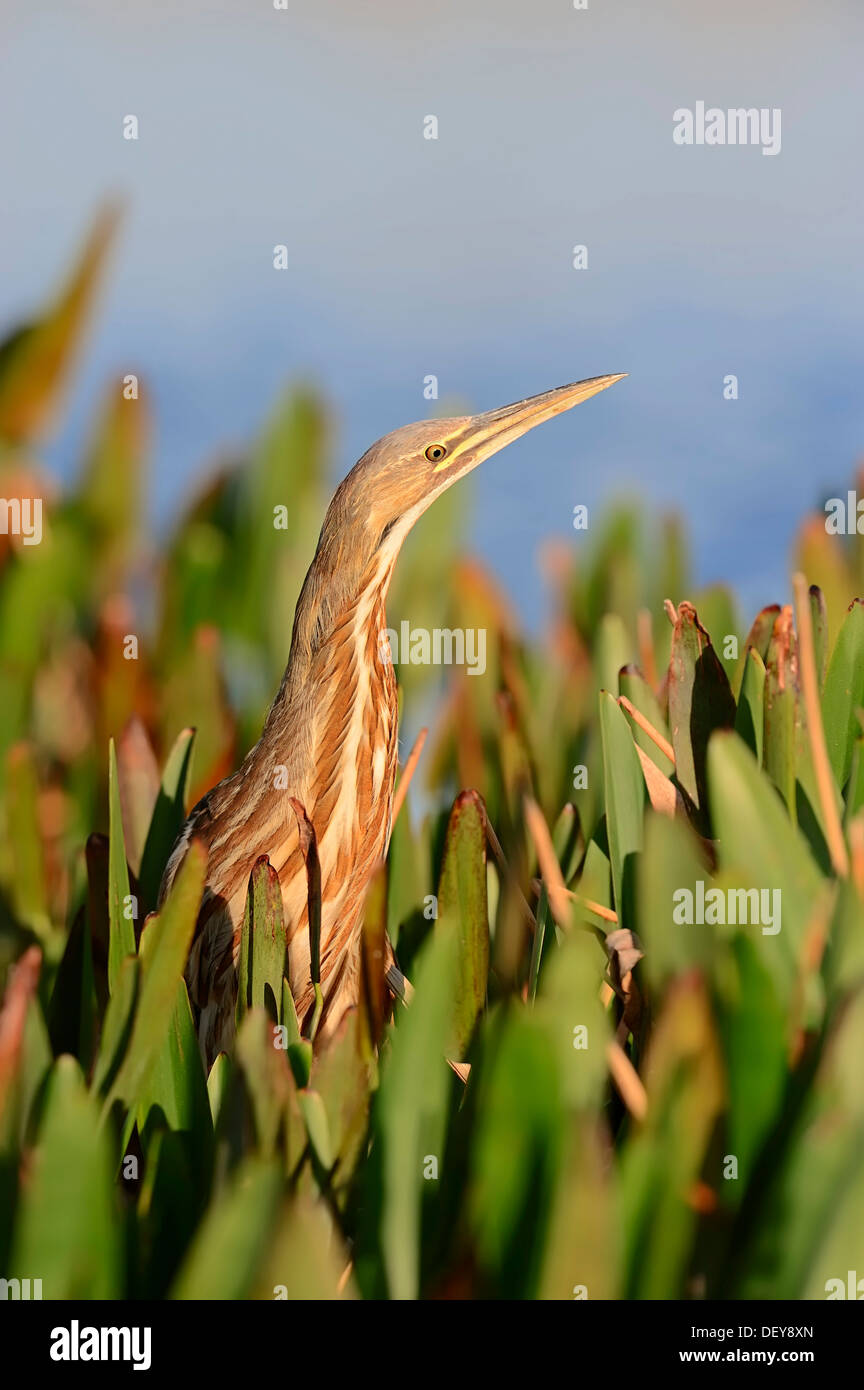 Bittern side view hi-res stock photography and images - Alamy